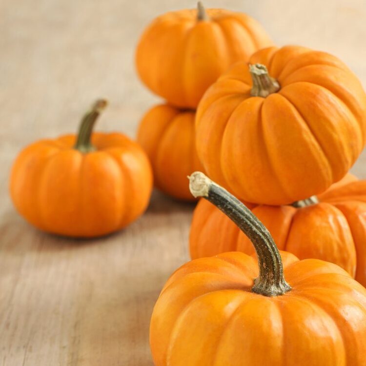 Jual Labu Kuning di Pekanbaru - Pekanbaru Fresh Market